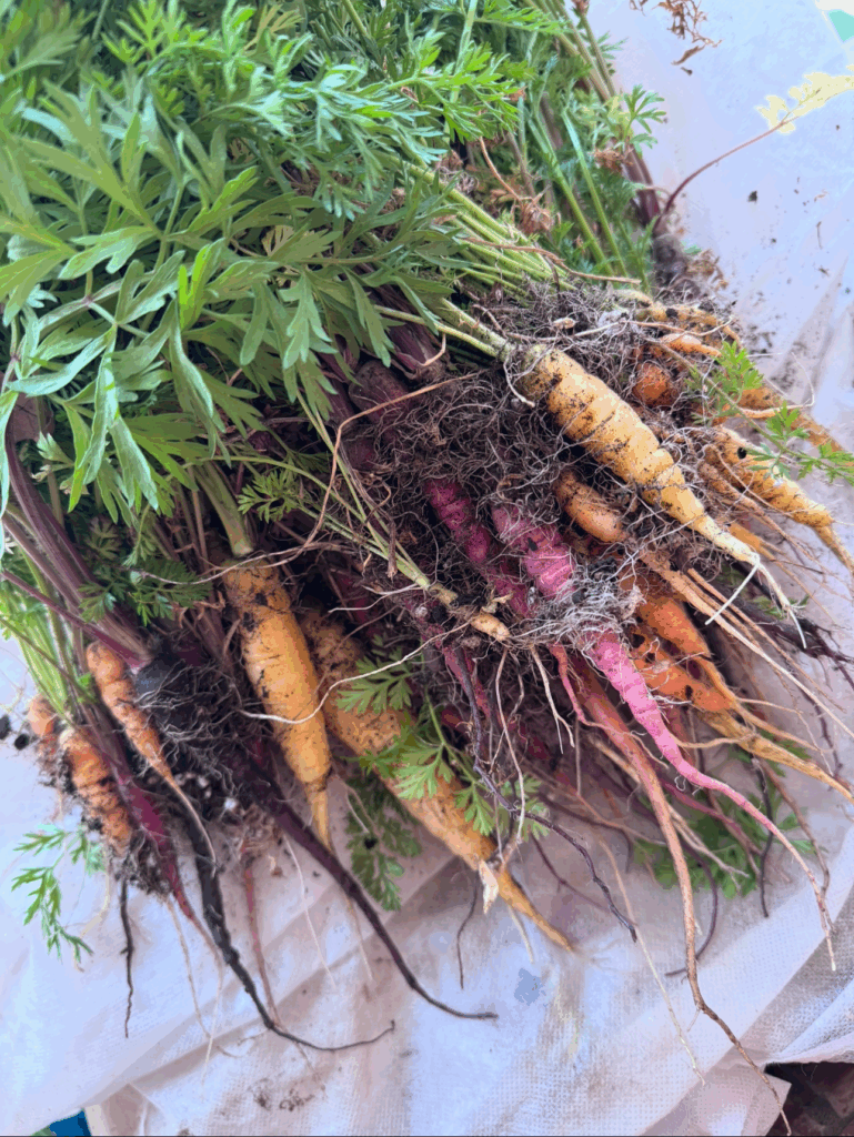 How to Grow Carrots: The Complete Beginner’s Guide to Perfect, Straight ...