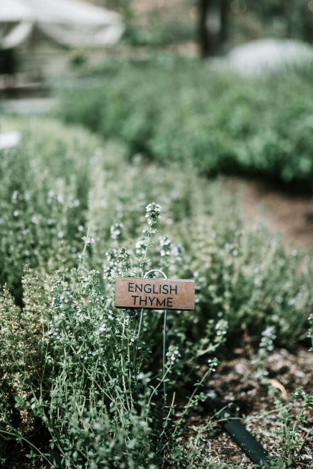The Complete Companion Planting Chart for Every Vegetable - Keeping It ...