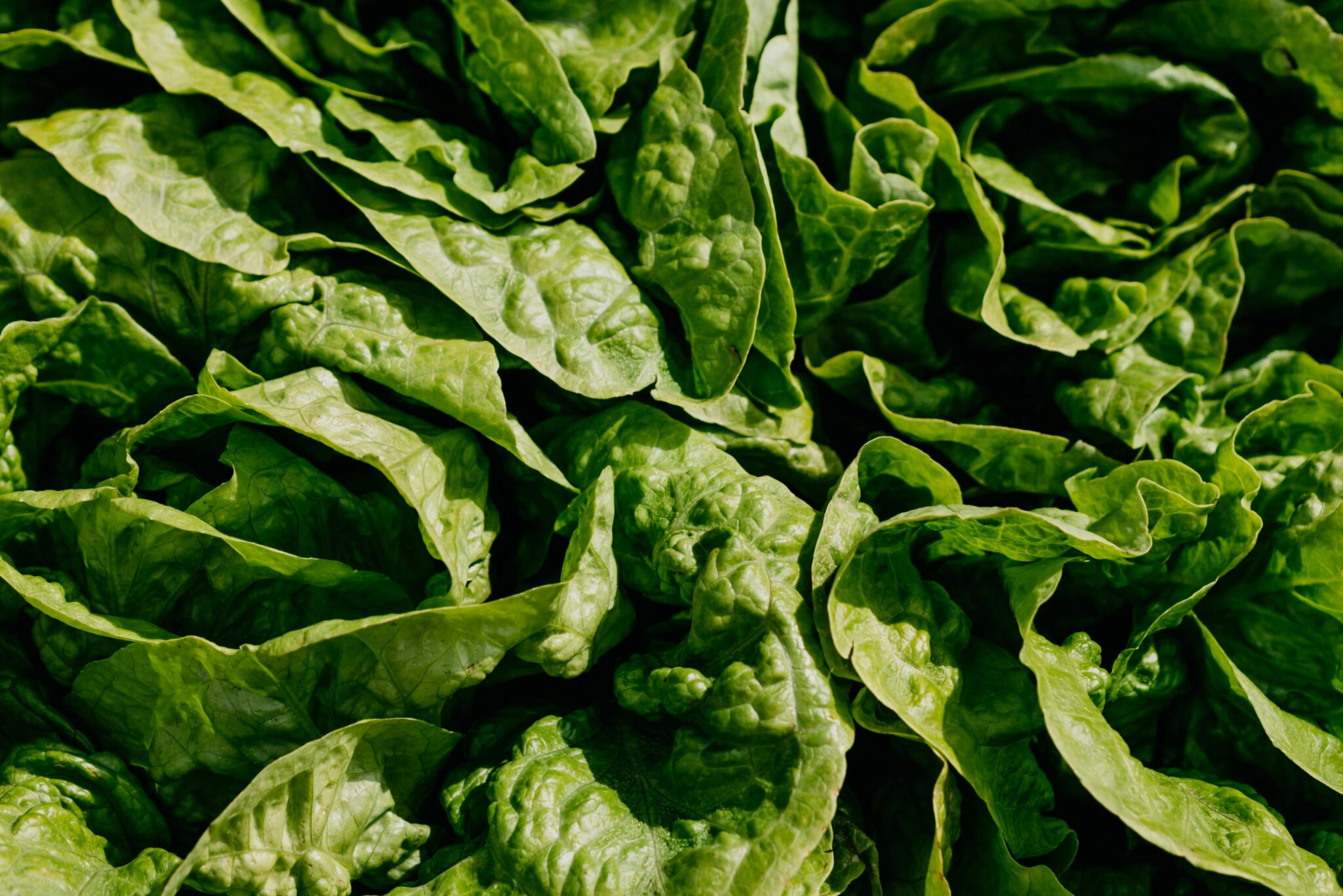 25 Fastest Growing Vegetables for Quick Harvests (Beginner-Friendly ...
