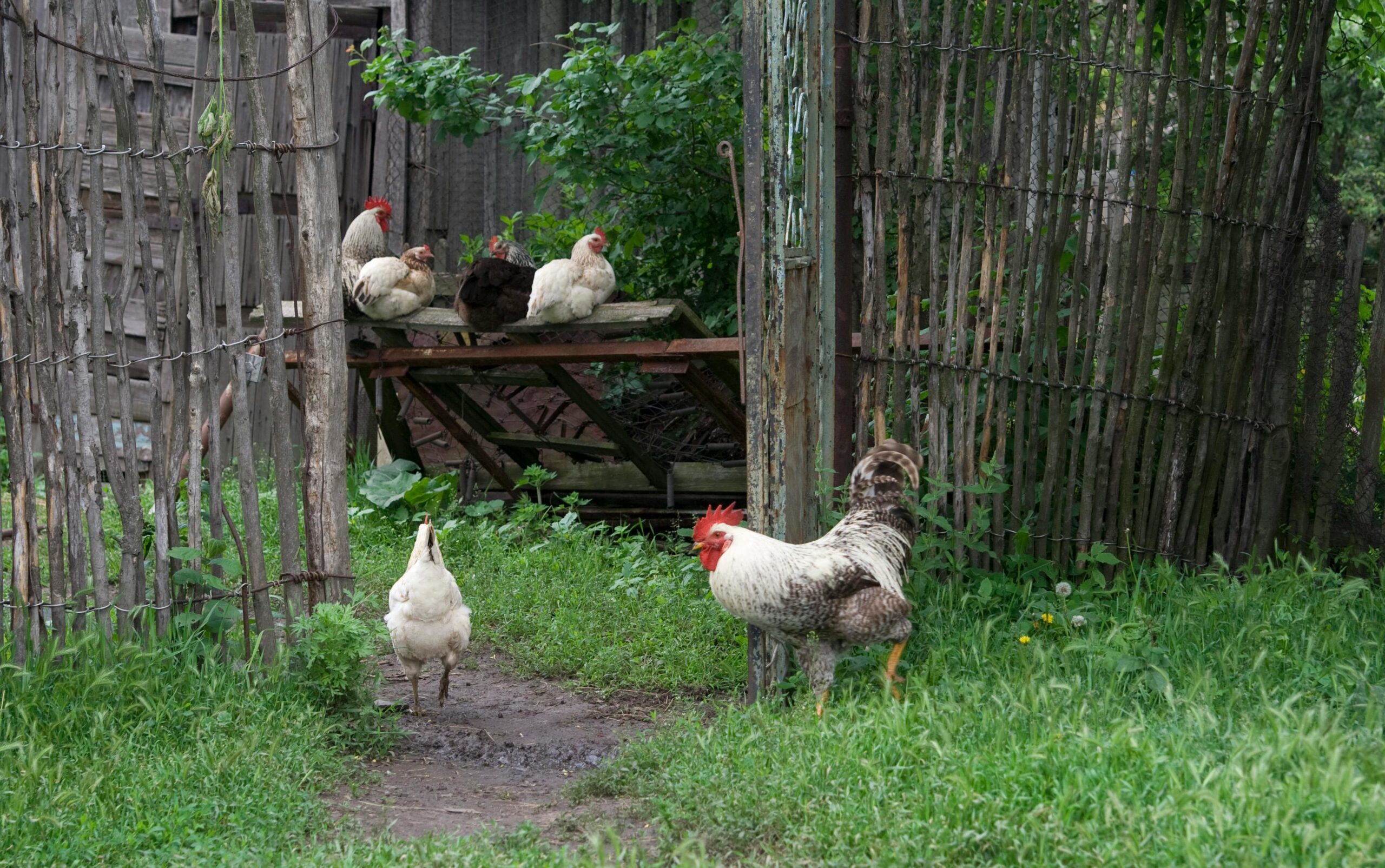 Why Slow Living Works for Small-Scale Homesteaders - Keeping It Holistic