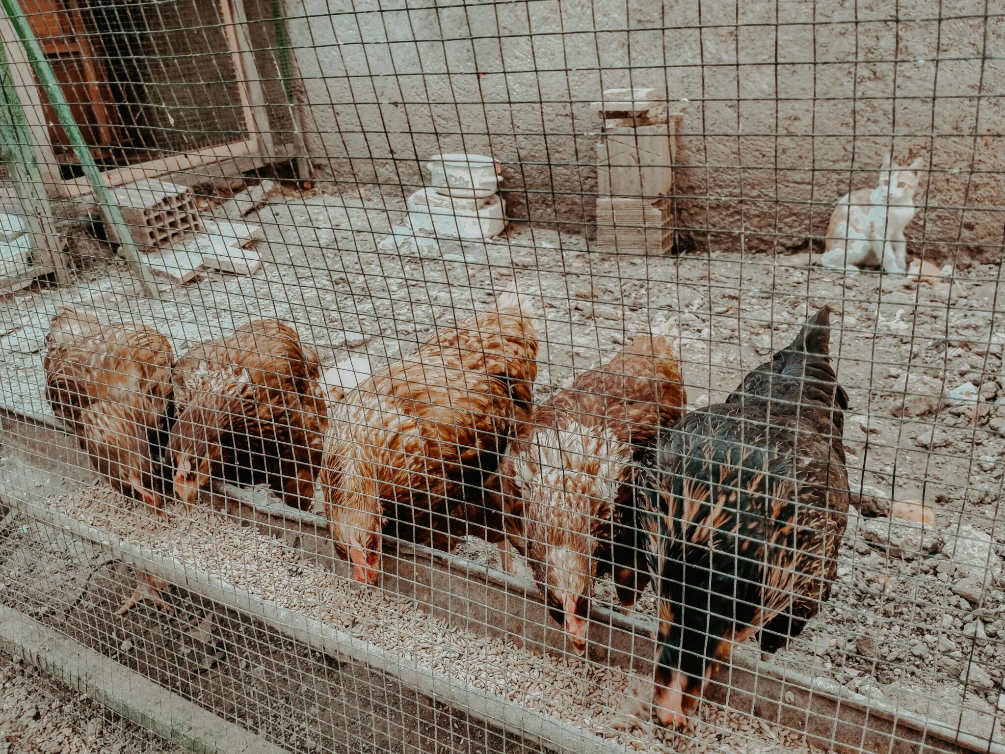 How to Grow Your Own Chicken Feed on a Homestead (Even with Limited ...