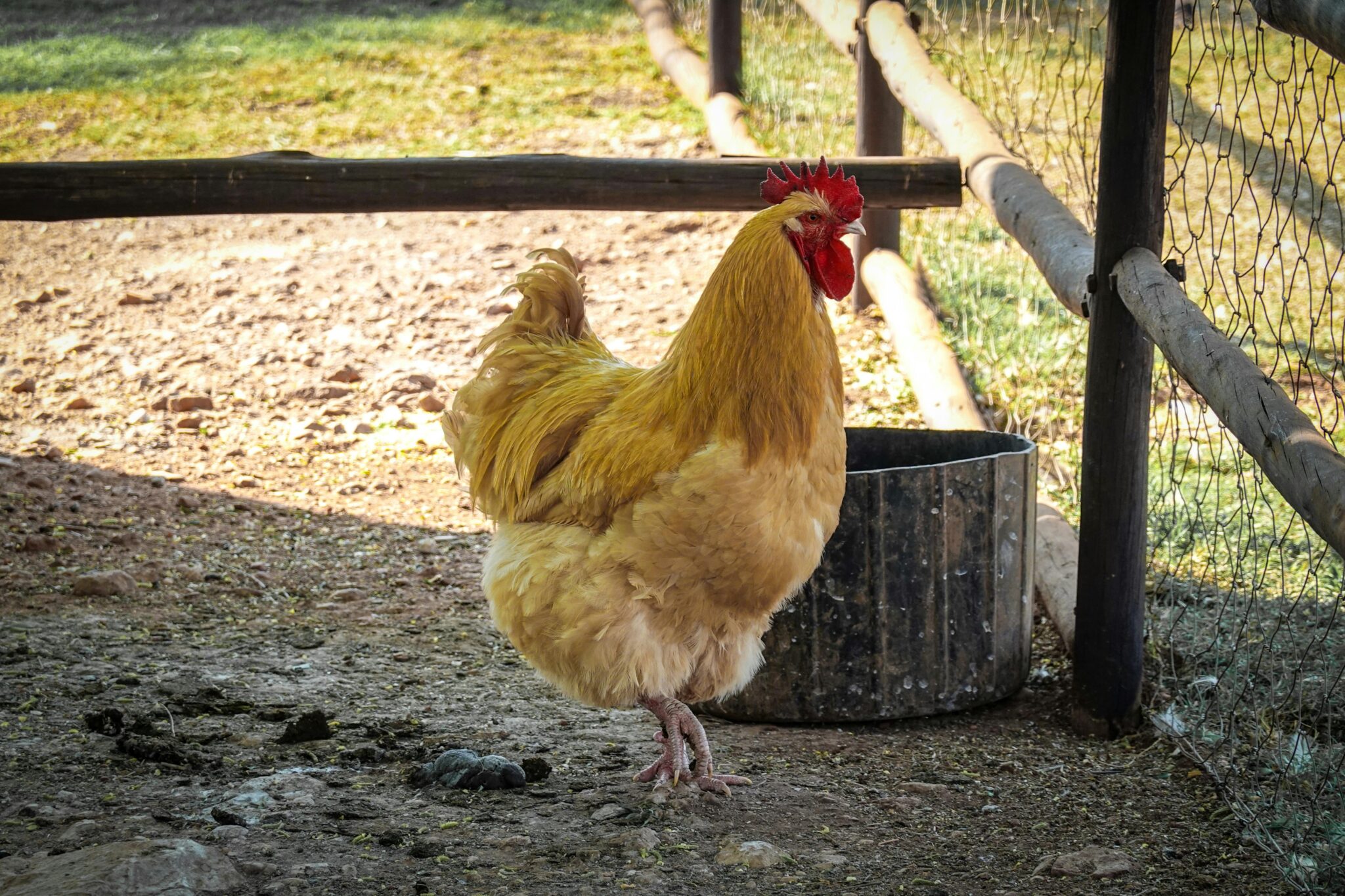 Chicken Breeds for the Homestead: Choosing the Right Flock for Eggs ...