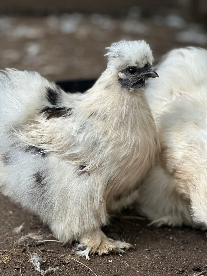 Chicken Breeds for the Homestead: Choosing the Right Flock for Eggs ...