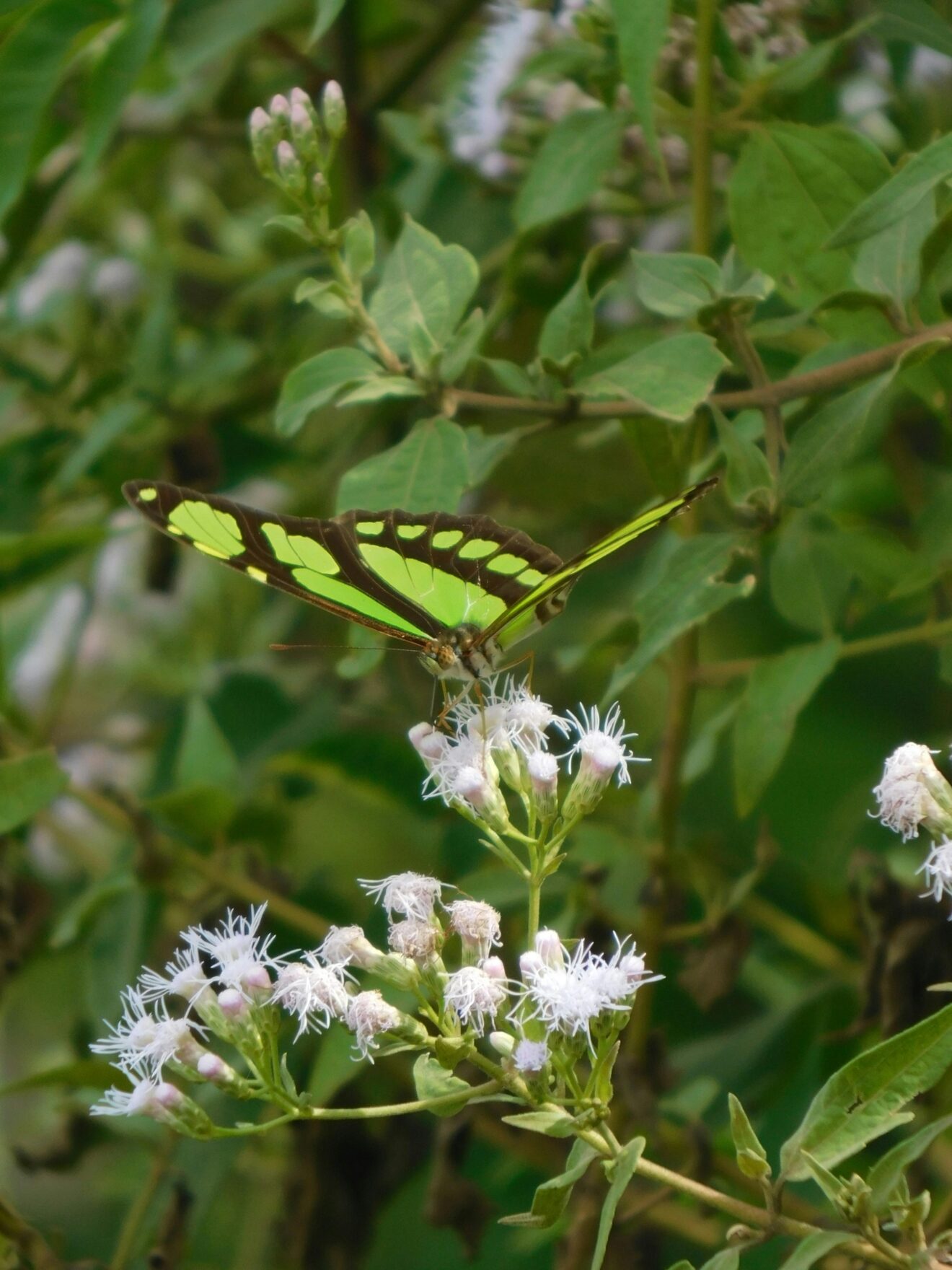 Native Plants That Attract Pollinators to Your Garden (By Region ...
