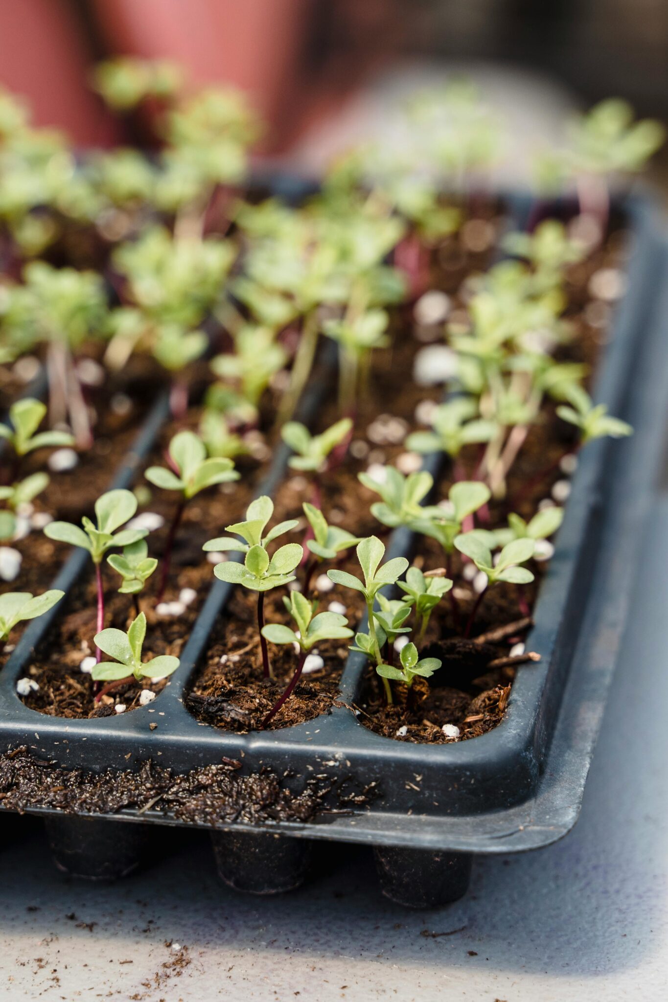 When to Start Seeds Indoors (And What You Shouldn’t Start Too Early ...